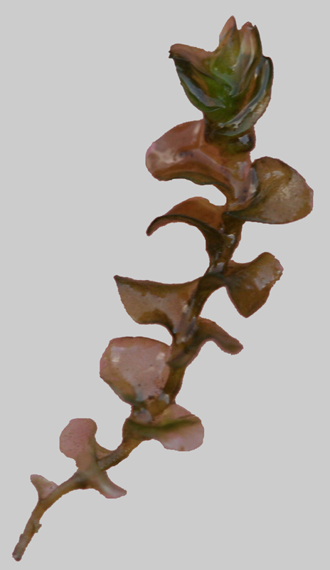 Jungermannia exsertifolia subsp. cordifolia