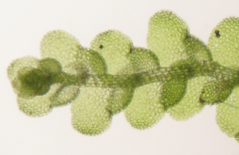 Lejeunea lamacerina subsp. geminata