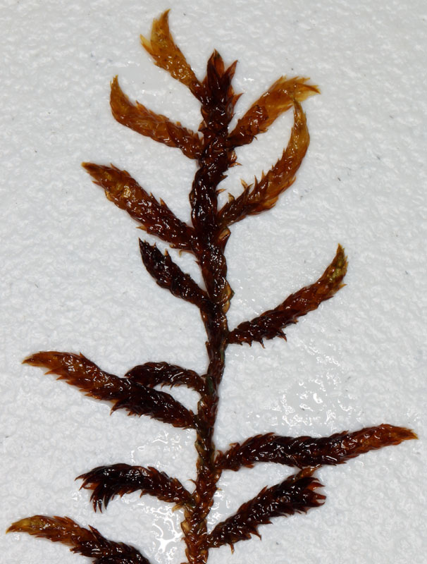 Scorpidium scorpioides